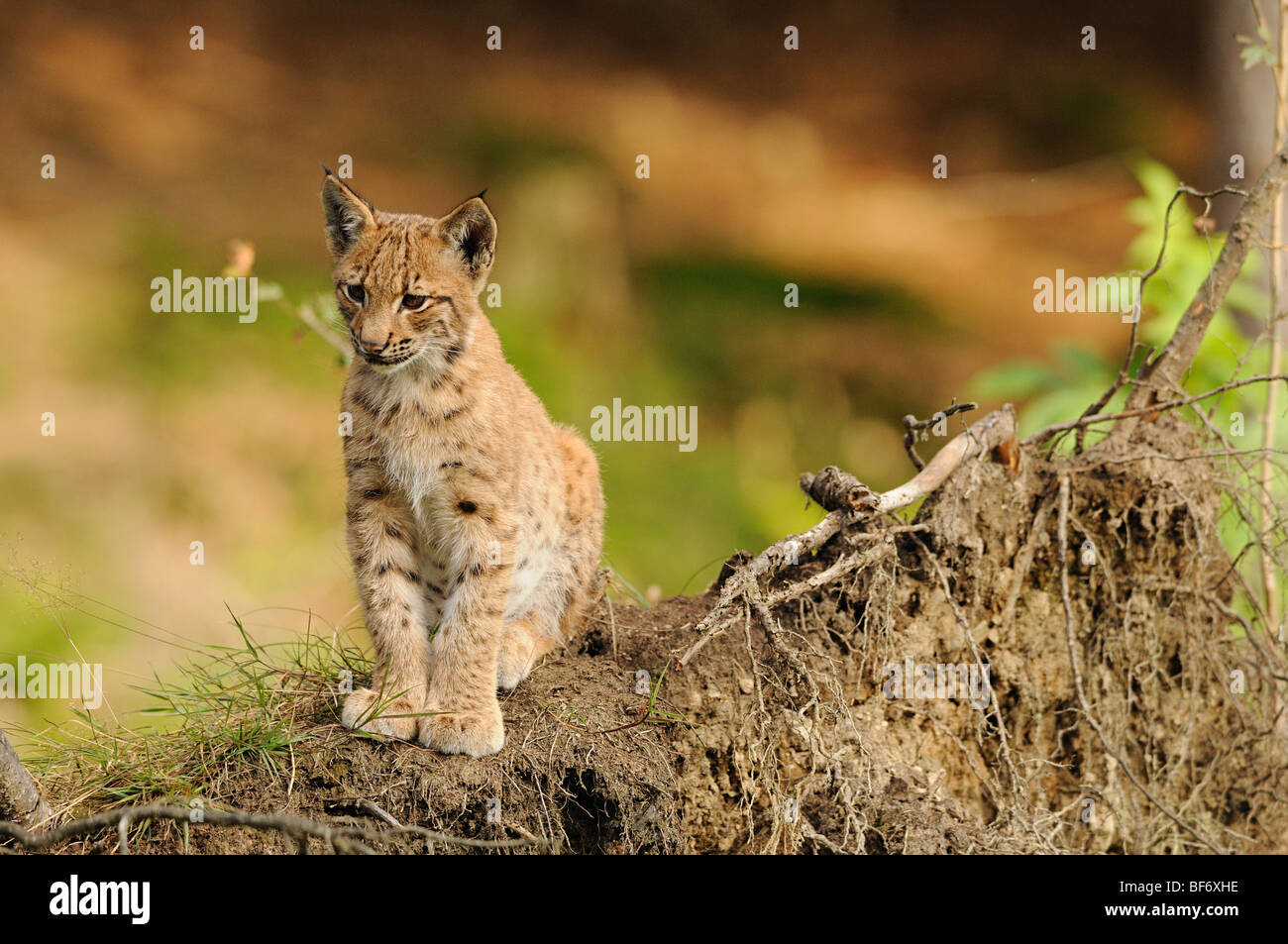 young Eurasian lynx - sitting / Lynx lynx Stock Photo - Alamy