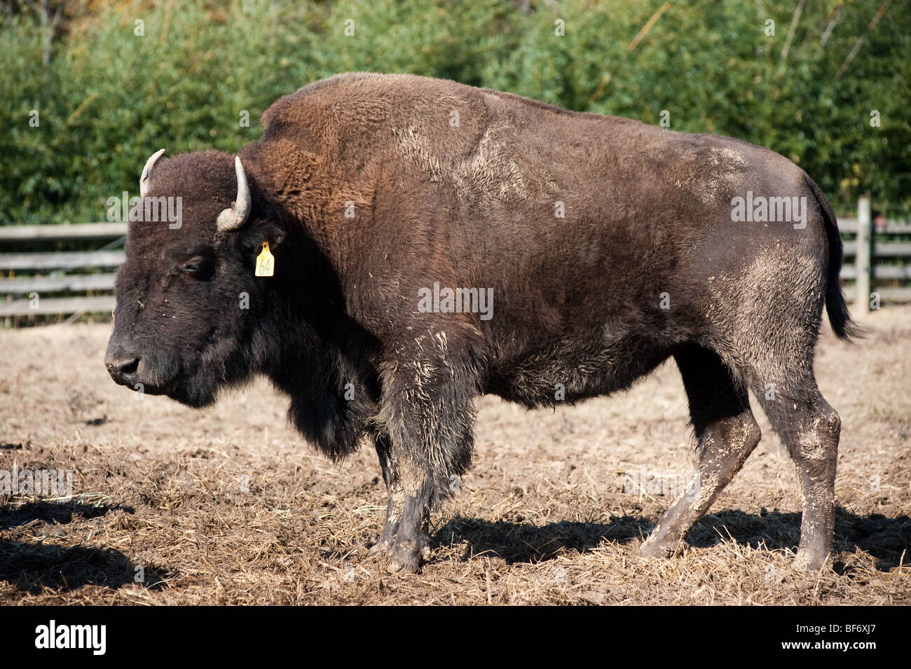 Bison hi-res stock photography and images - Alamy