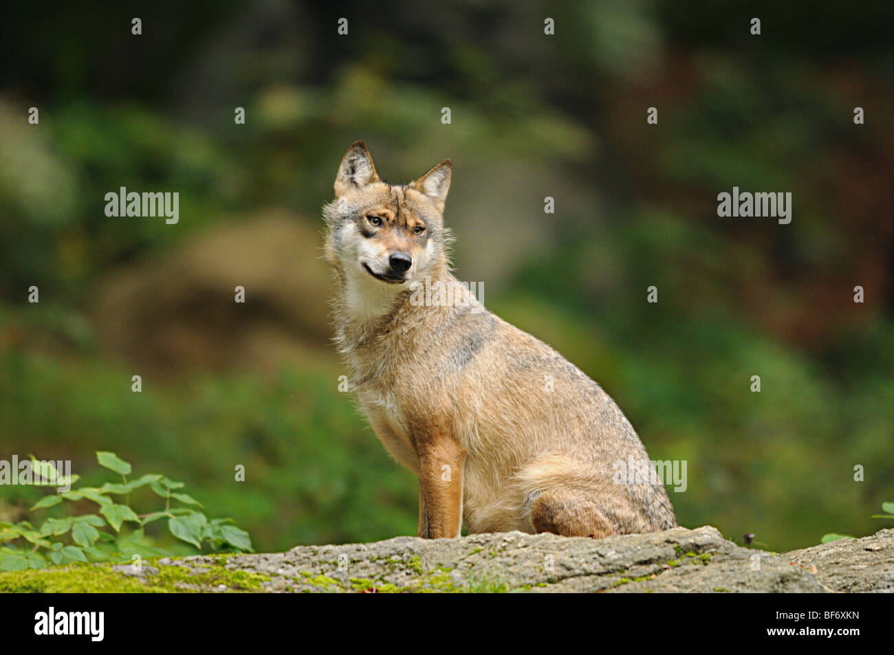 Grey wolf sitting on rock hi-res stock photography and images - Alamy