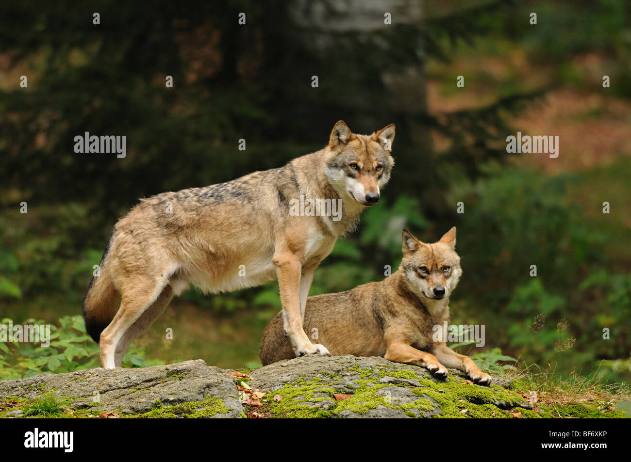 two grey wolves / Canis lupus Stock Photo - Alamy