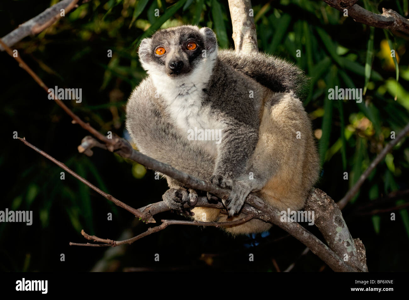 White-collared Brown Lemur, Wild Lemur Park, Antananarivo, Madagascar ...