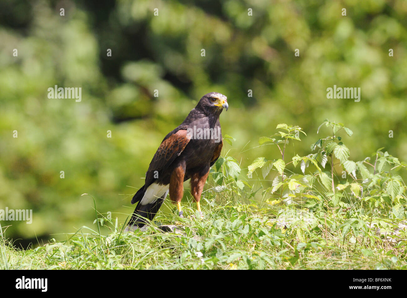 Hawk standing hi-res stock photography and images - Alamy