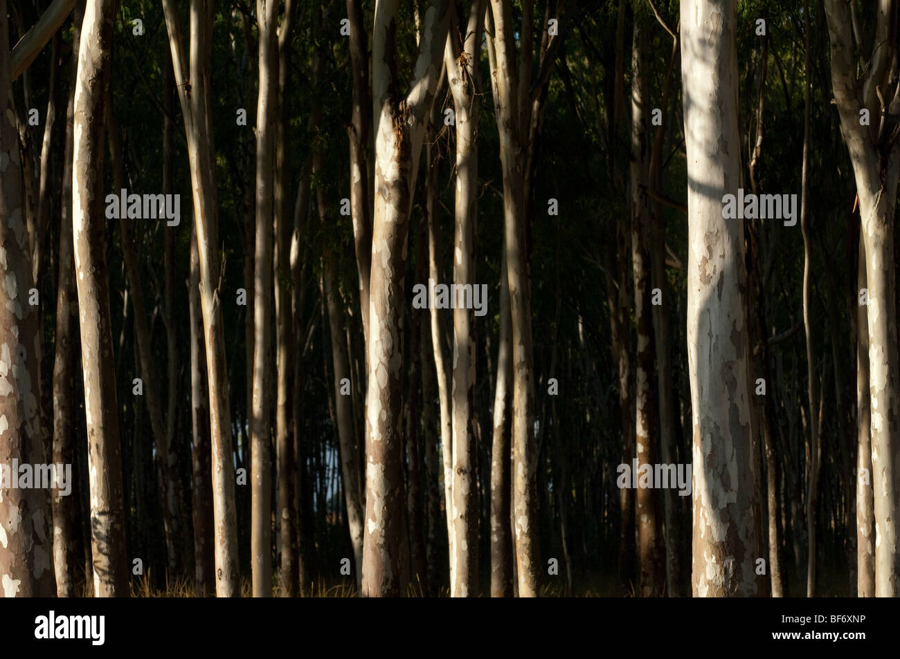 Gum trees forestry Harare Zimbabwe agriculture agro-forestry farming ...