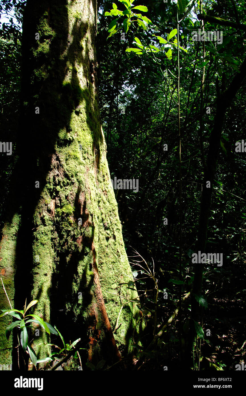 Bunga Forest Bvumba Mountains Eastern Highlands Zimbabwe Forest natural ...
