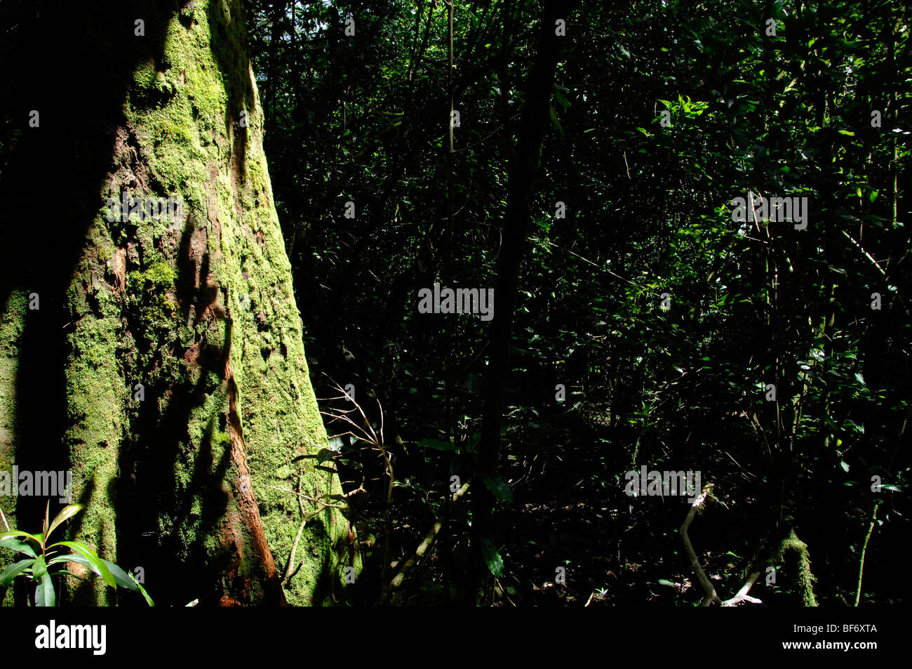 Bunga Forest Bvumba Mountains Eastern Highlands Zimbabwe Forest natural ...