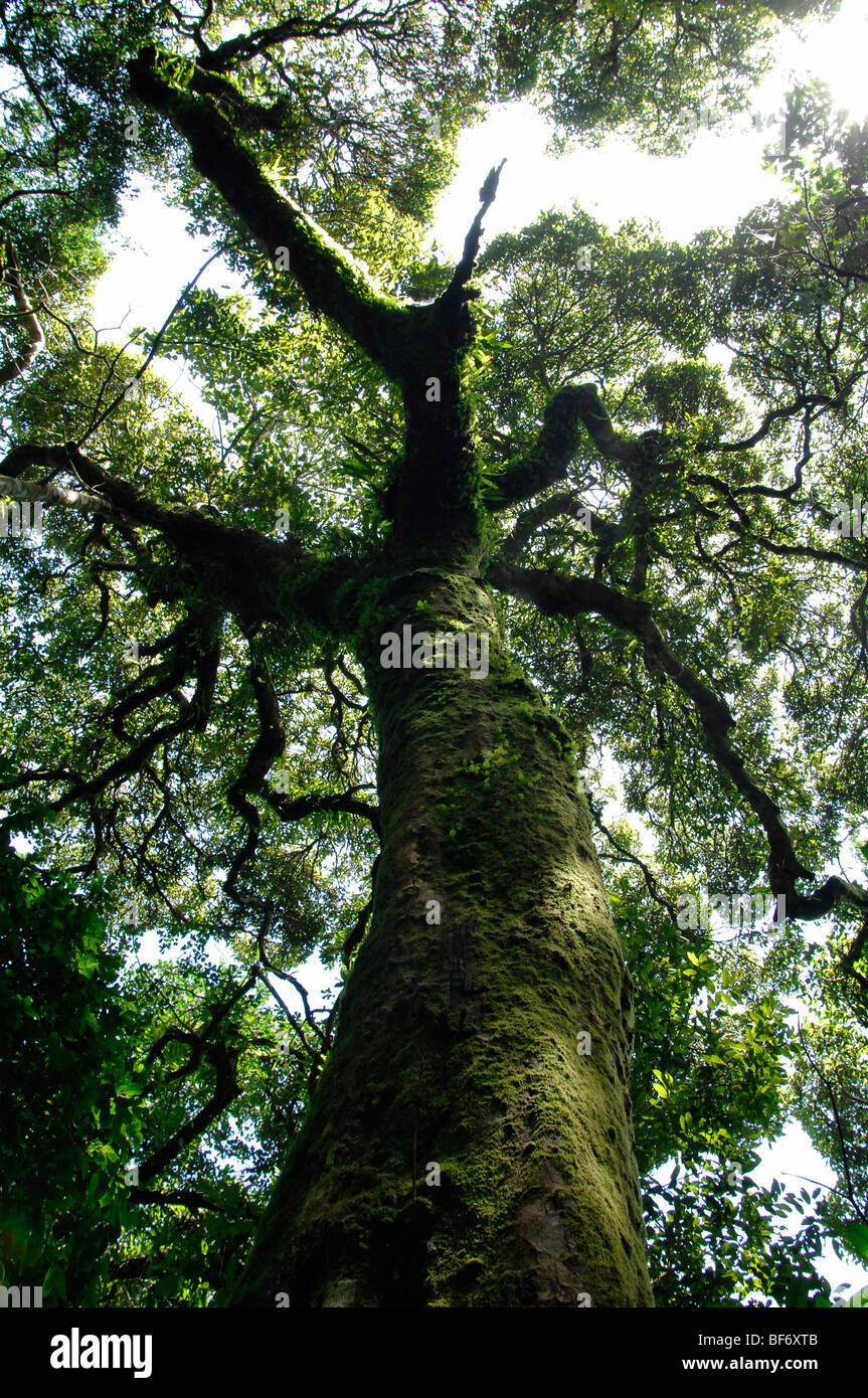 Bunga forest hi-res stock photography and images - Alamy