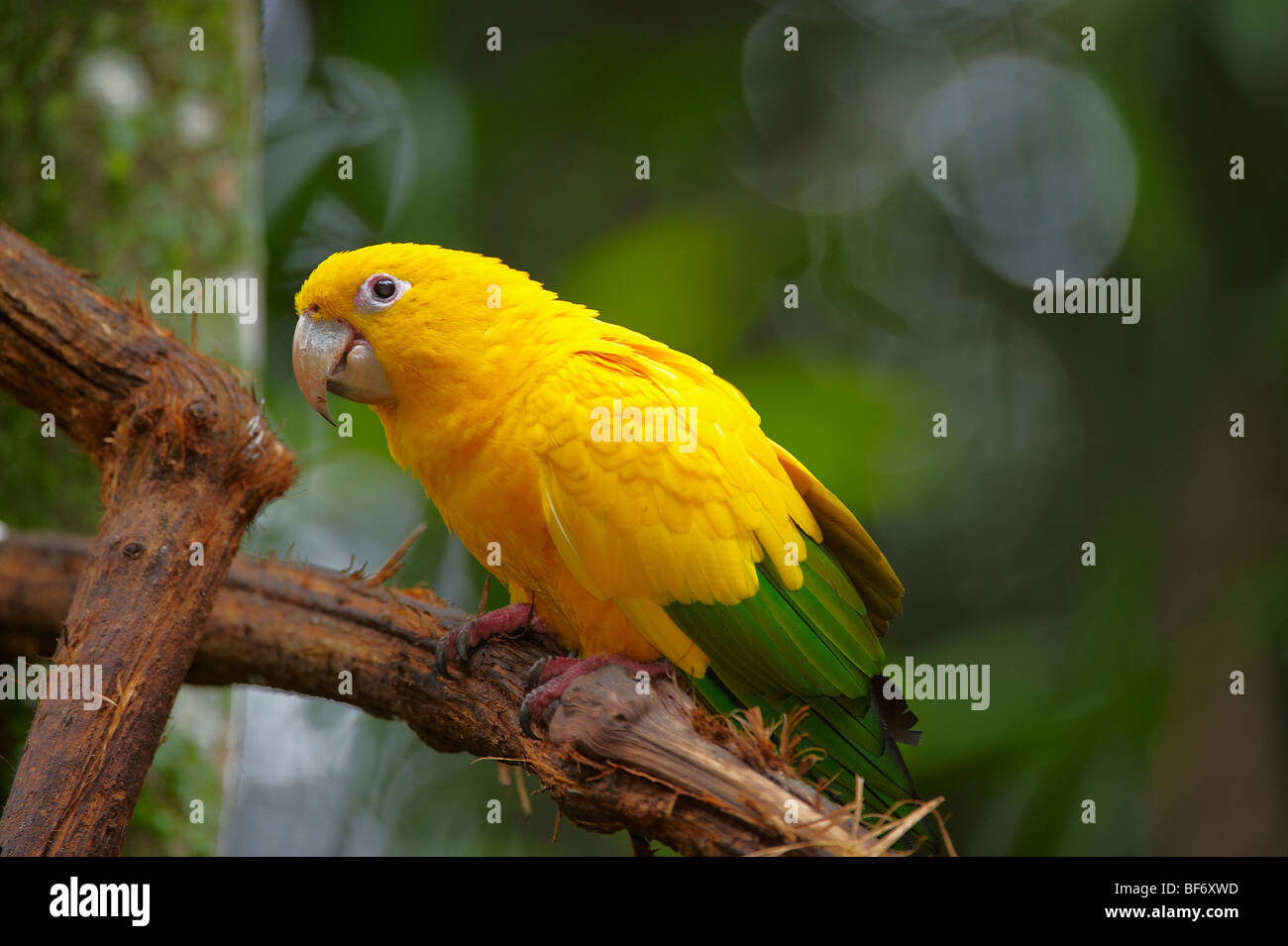 Golden Conure on a branch / Guaruba guarouba Stock Photo - Alamy