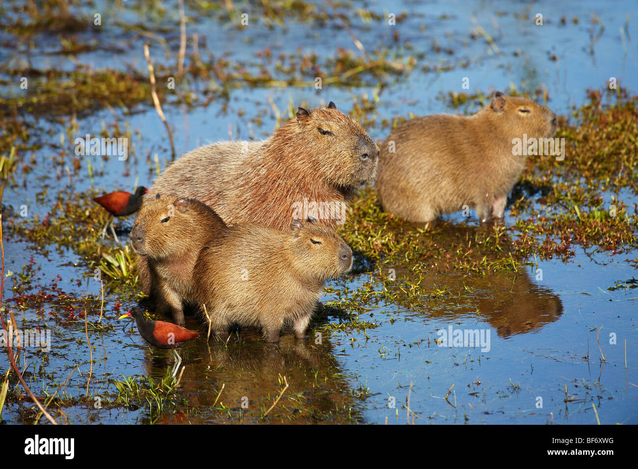 Capybara with cubs in water / Hydrochoerus hydrochaeris Stock Photo - Alamy