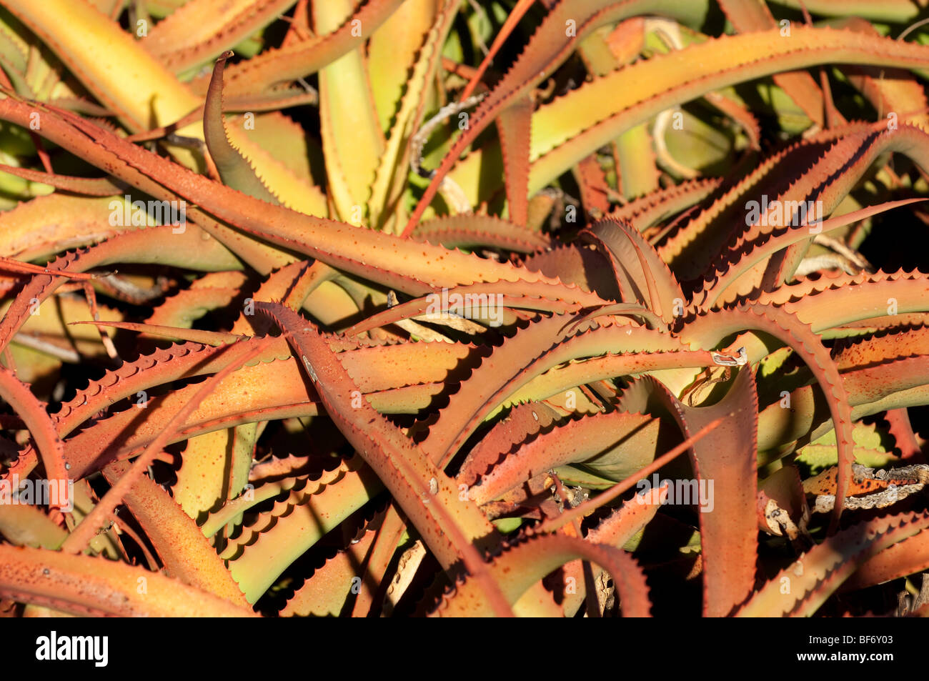 Indigenous aloes hi-res stock photography and images - Alamy