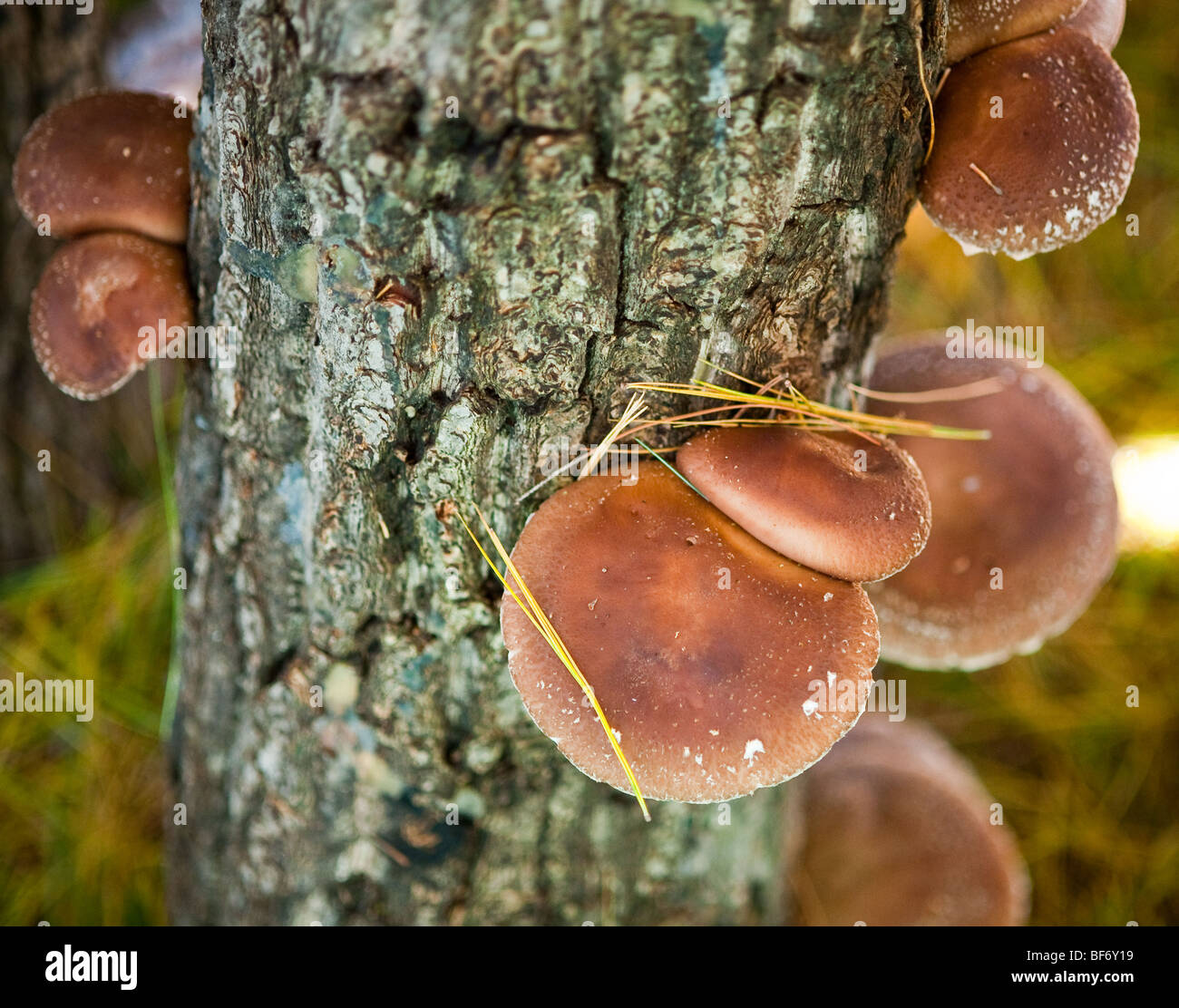 Shiitake mushroom (Lentinula edodes Stock Photo - Alamy