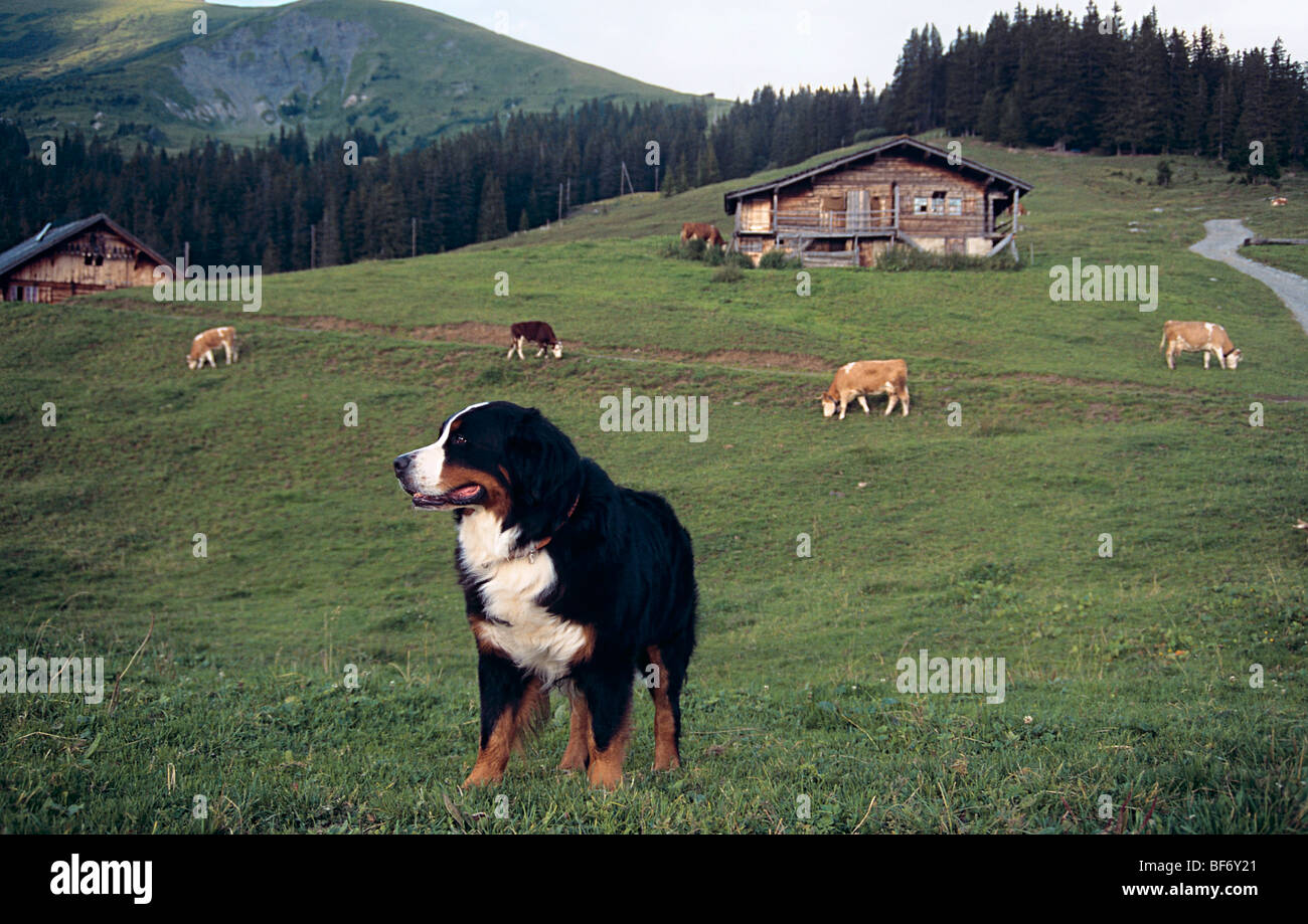 Alp Dog High Resolution Stock Photography and Images - Alamy