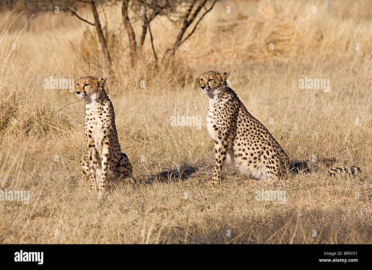 two Cheetahs - sitting / Acinonyx jubatus Stock Photo - Alamy
