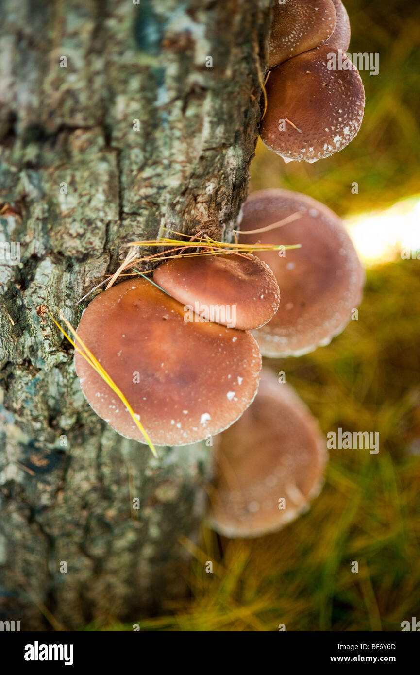 Shiitake mushroom (Lentinula edodes Stock Photo - Alamy