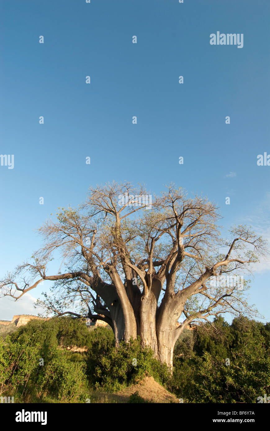 Indigenous tree zimbabwe hi-res stock photography and images - Alamy