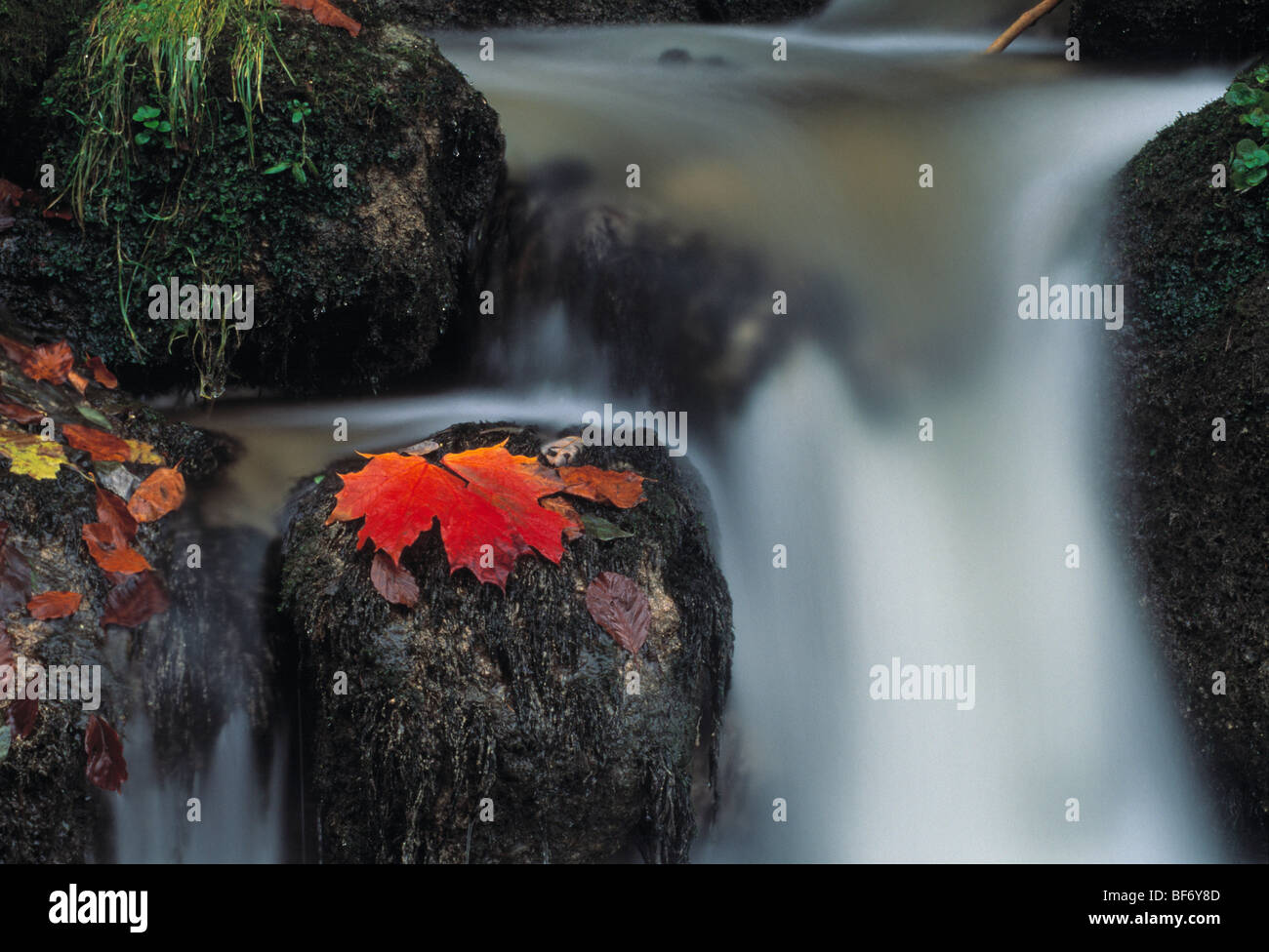 maple leaf, waterfall Stock Photo - Alamy