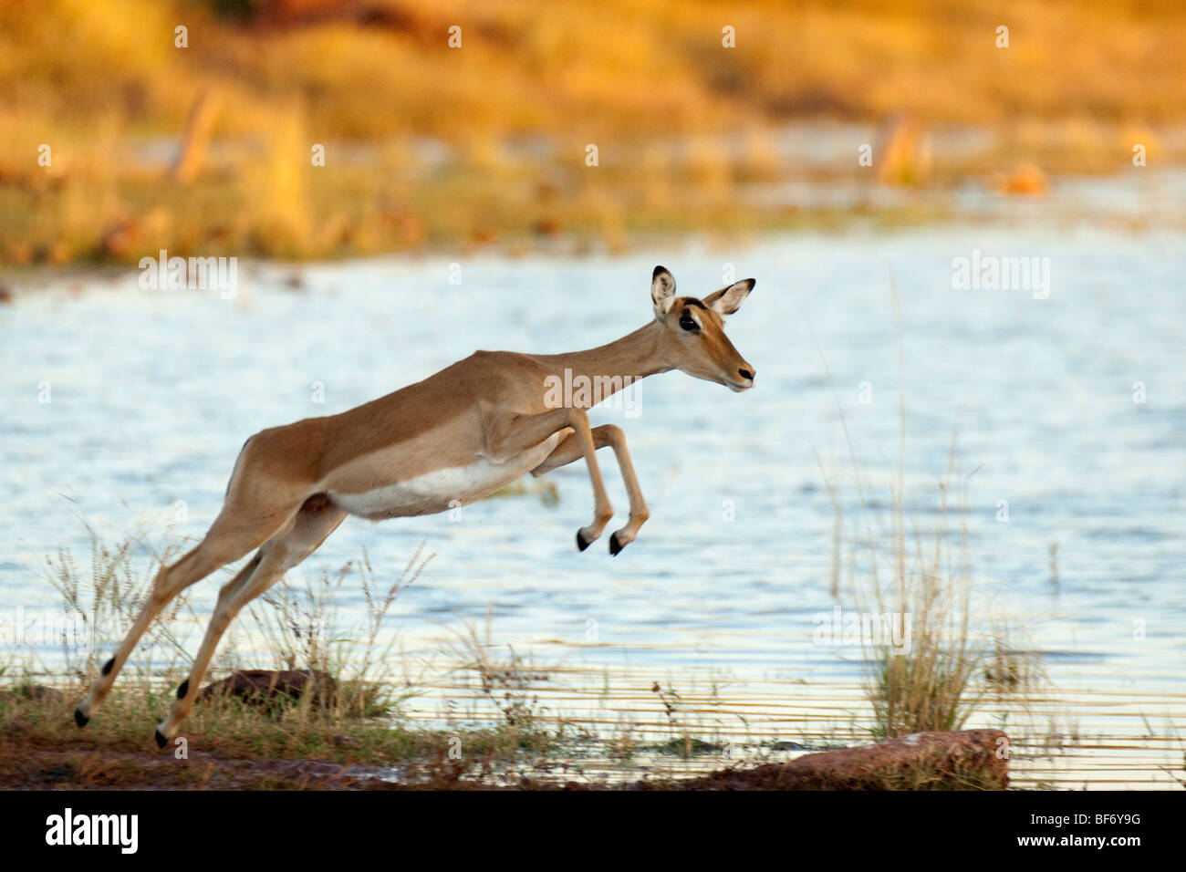Impala, Aepycerus melampus, jump over water in Zimbabwe's Matusadona ...