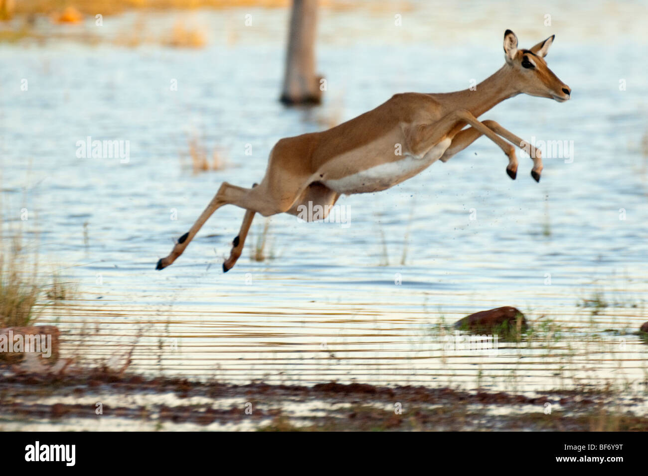 Impala, Aepycerus melampus, jump over water in Zimbabwe's Matusadona ...