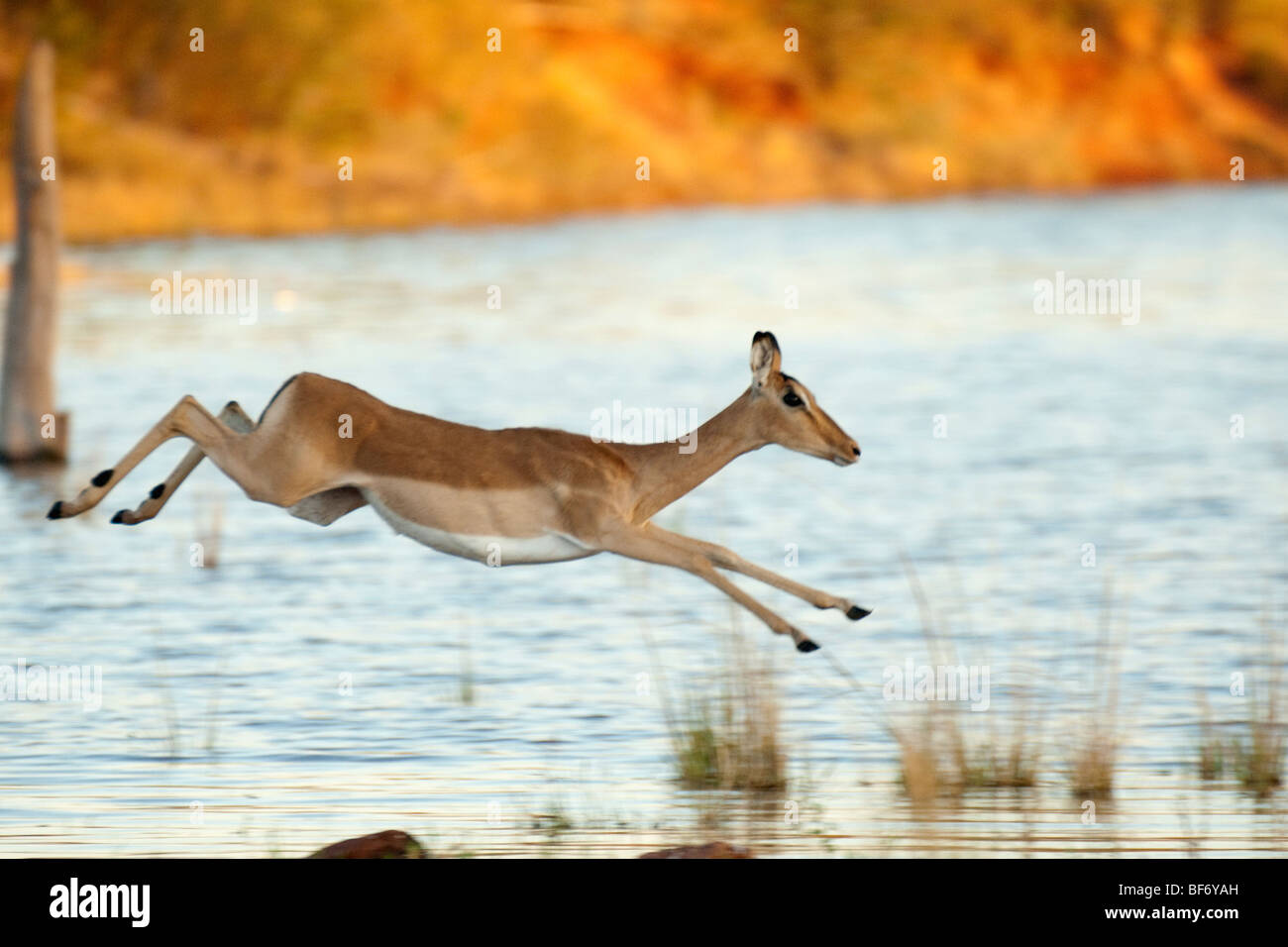 Impala, Aepycerus melampus, jump over water in Zimbabwe's Matusadona ...
