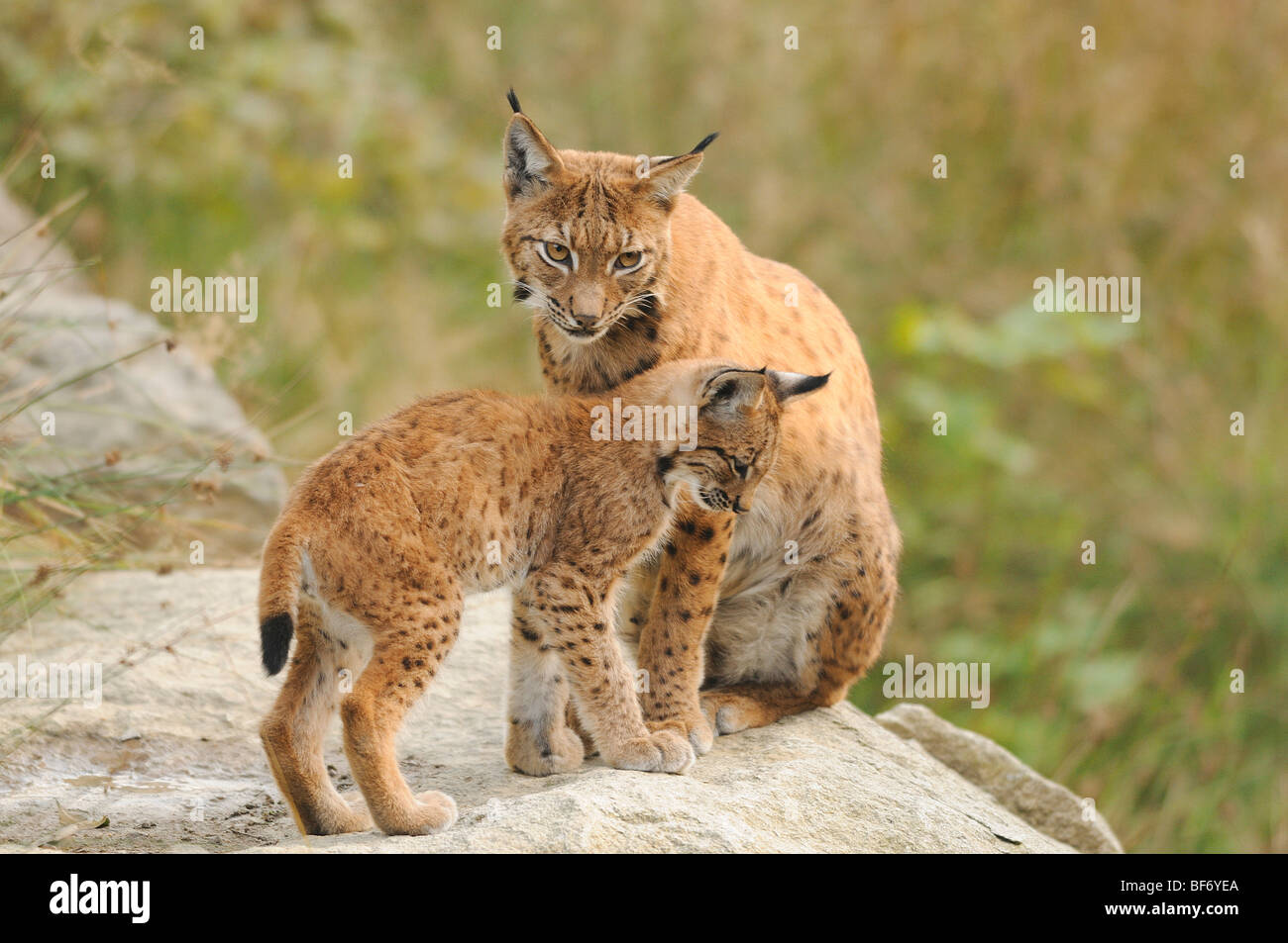 Eurasian lynx and cub / Lynx lynx Stock Photo - Alamy