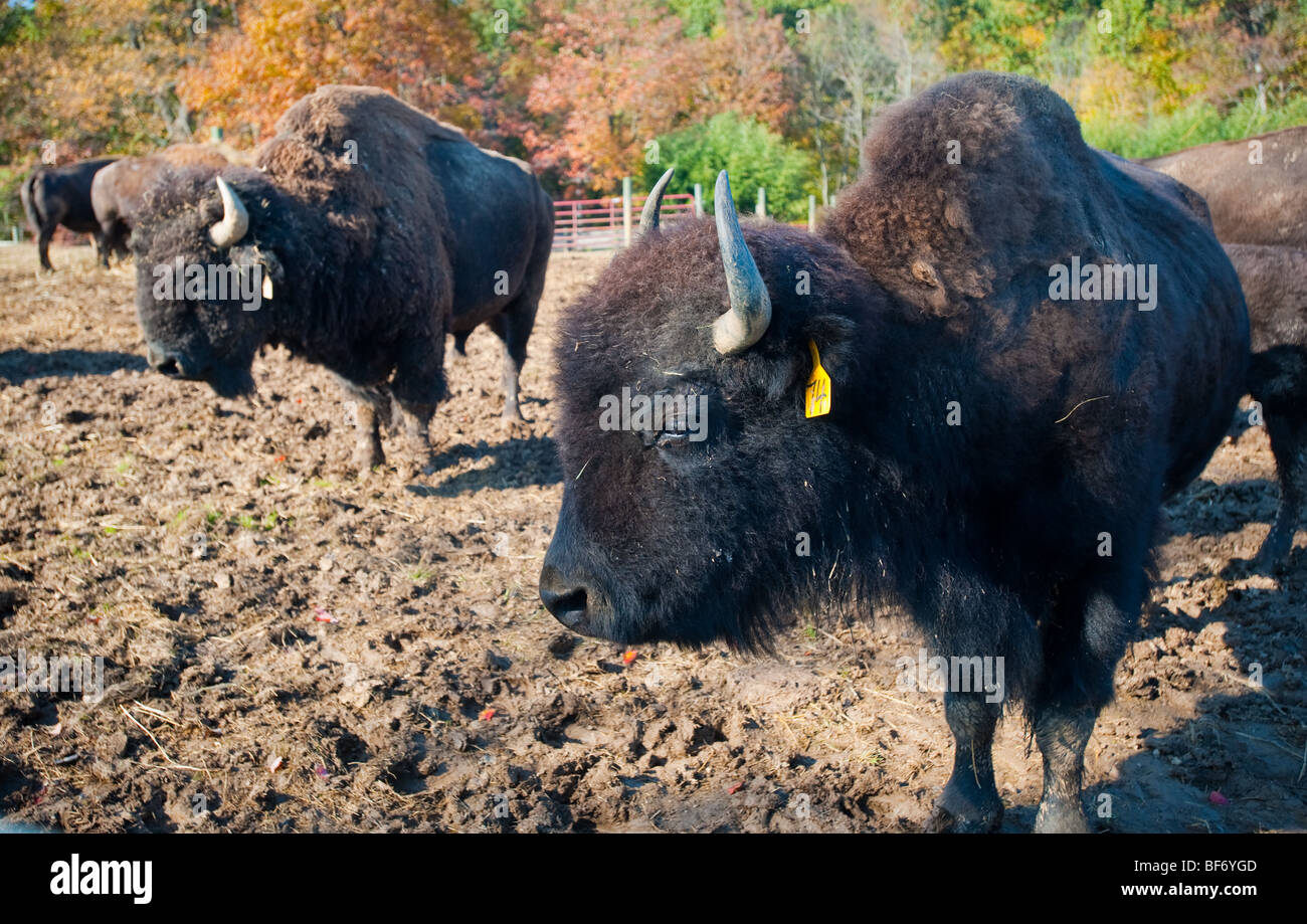 Bison meat hi-res stock photography and images - Alamy