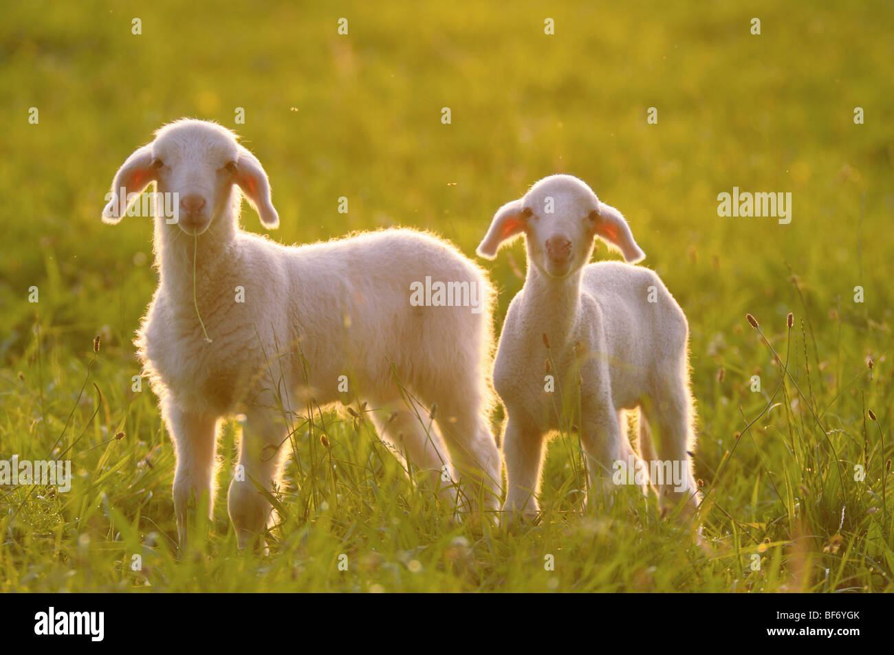 domestic sheep - two lambs standing on meadow Stock Photo - Alamy
