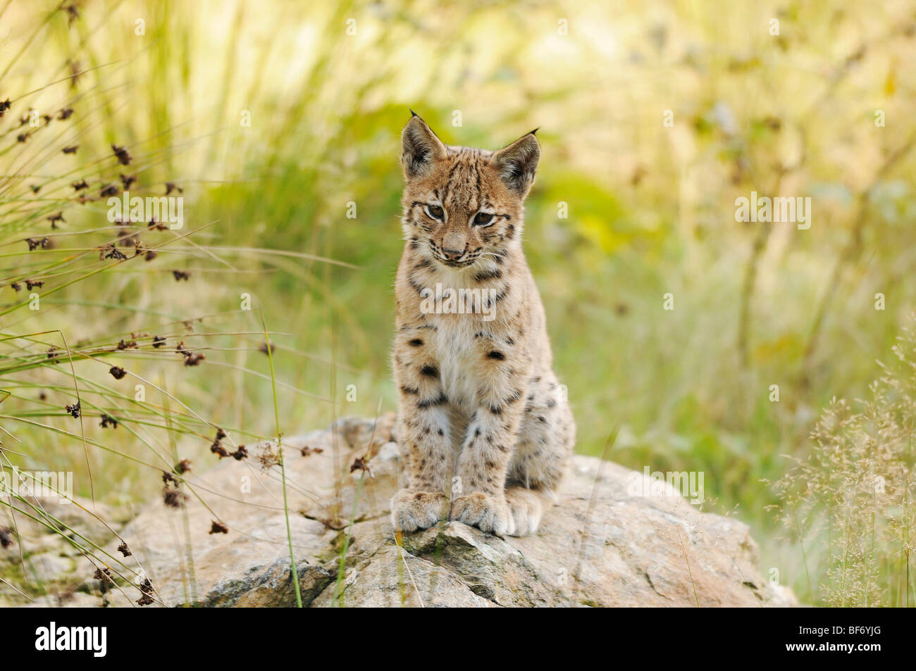 Eurasian lynx - sitting / Lynx lynx Stock Photo - Alamy