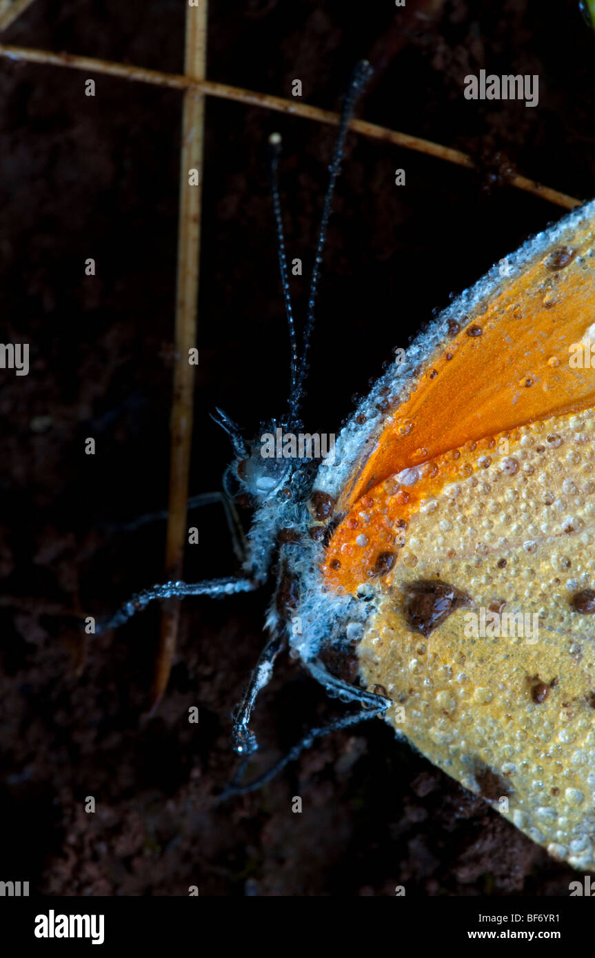 Mylothris rueppelli haemus twin spotted border butterfly butterflies ...