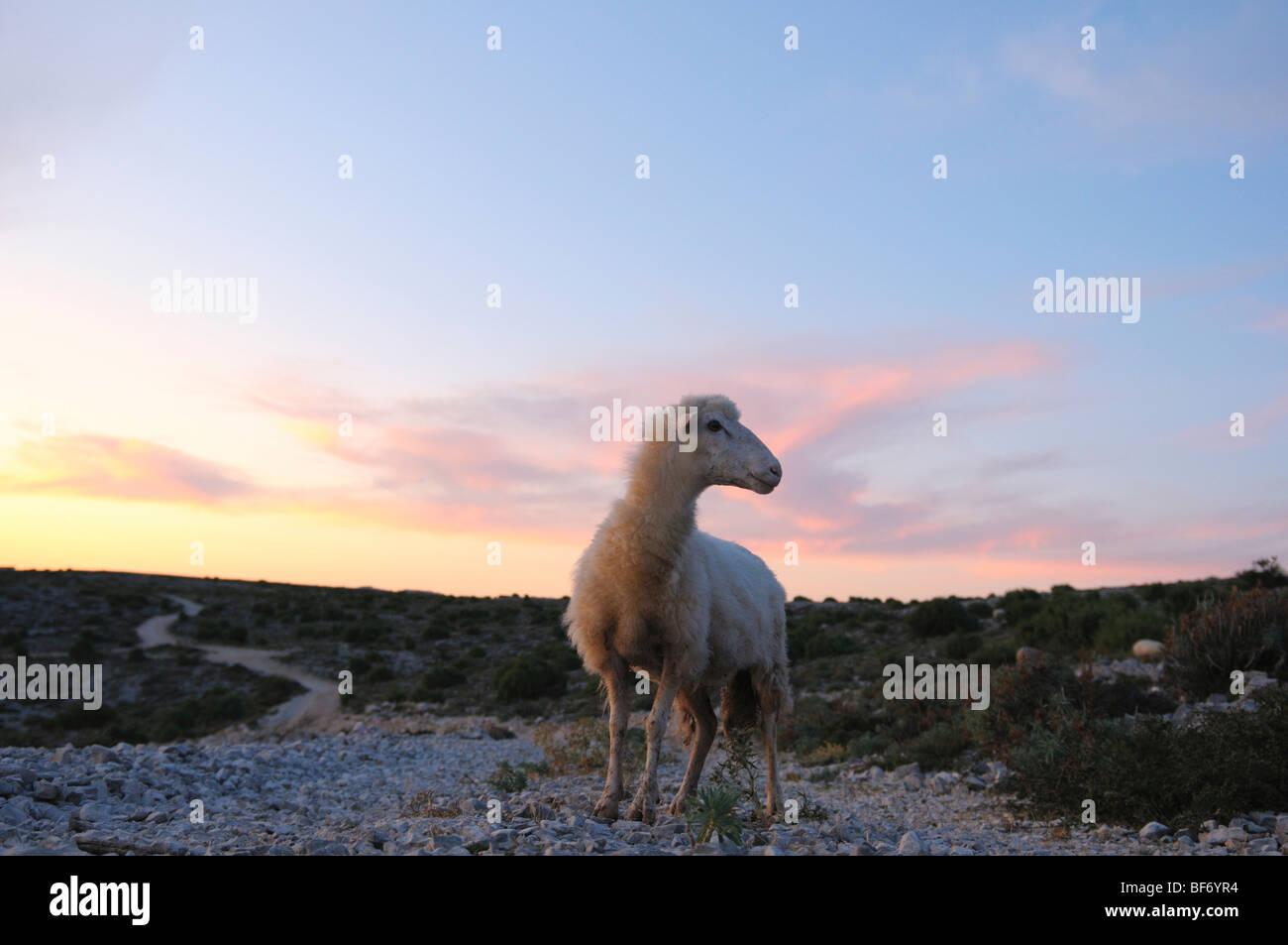 domestic sheep - standing - sunset Stock Photo - Alamy