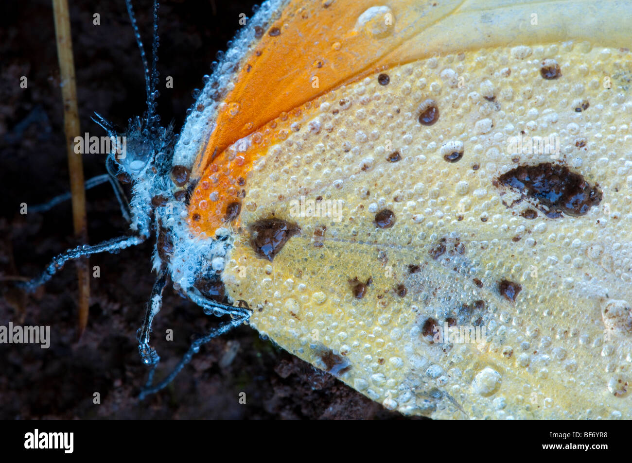 Mylothris rueppelli haemus twin spotted border butterfly butterflies ...
