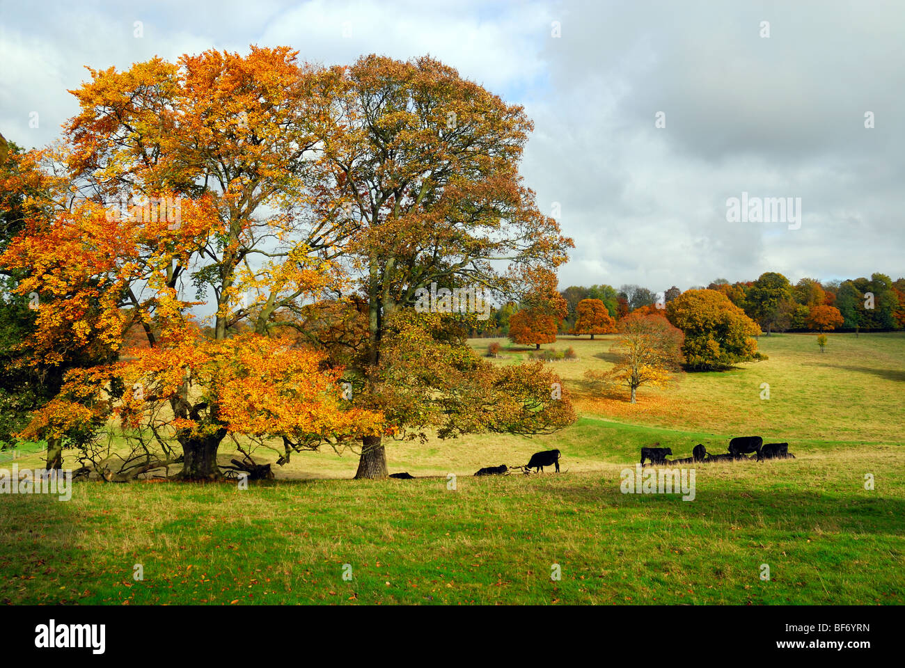 English autumn landscape in Berkshire England UK Stock Photo - Alamy