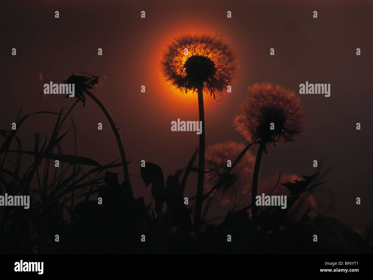 Hawkbit seed hi-res stock photography and images - Alamy