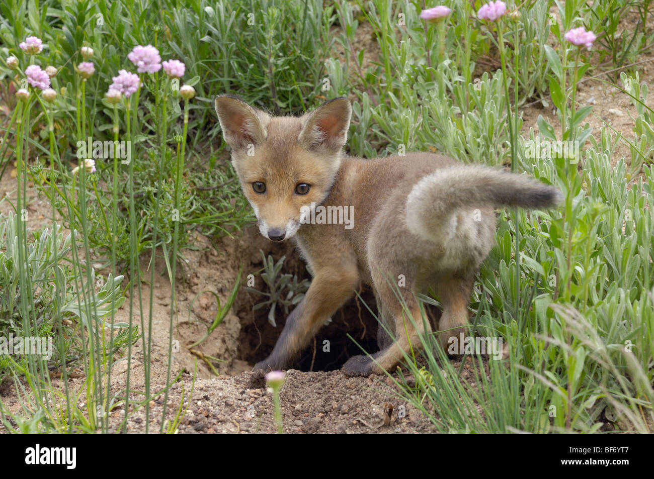 young Red Fox in front of its burrow Stock Photo - Alamy