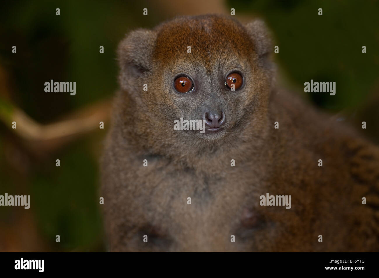 Grey Bamboo Lemur Portrait, Wild Lemur Park, Antananarivo, Madagascar ...
