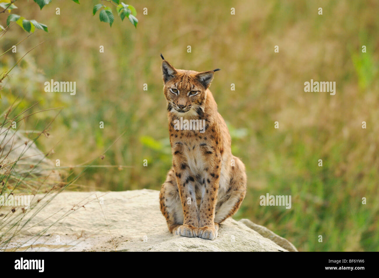 Eurasian lynx - sitting / Lynx lynx Stock Photo - Alamy