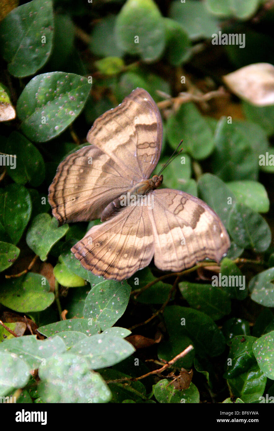Chocolate pansy junonia iphita butterfly hi-res stock photography and ...