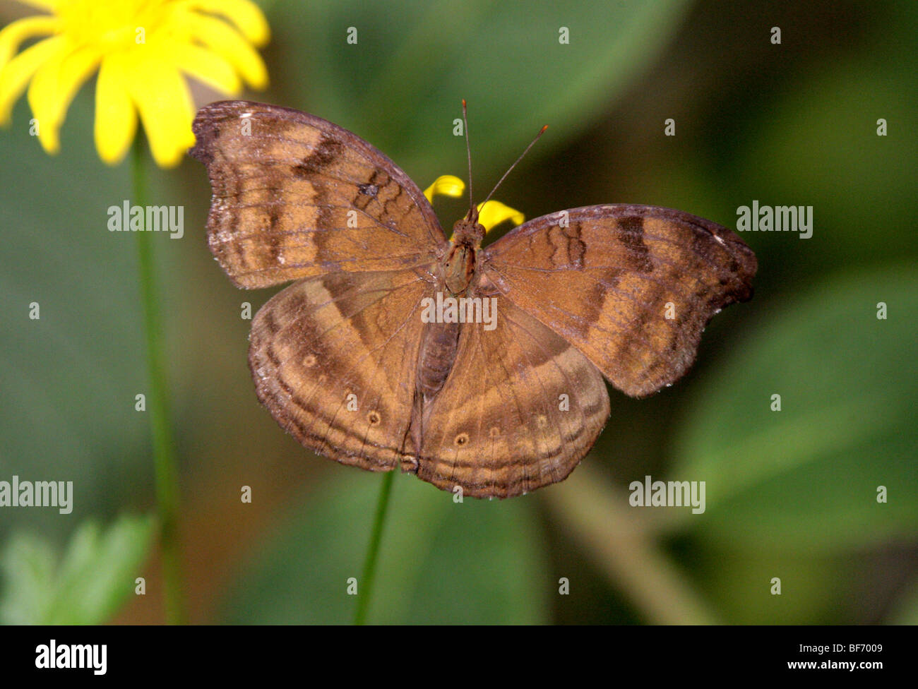 The Chocolate Pansy or Chocolate Soldier Butterfly, Junonia iphita ...