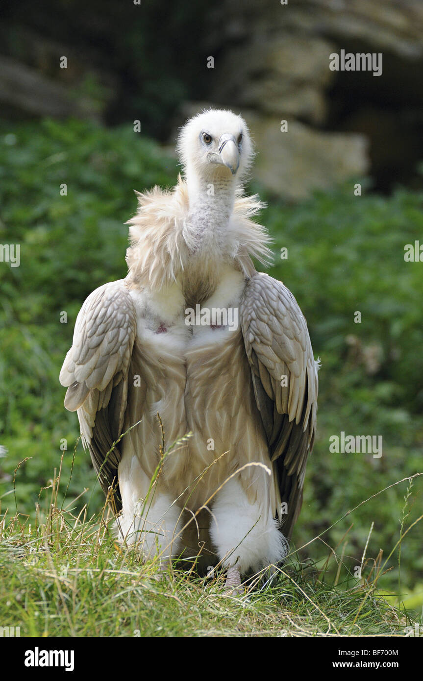 Griffon vulture - standing on meadow / Gyps fulvus Stock Photo - Alamy