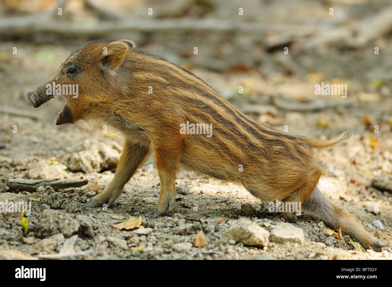 Wild boar - shoat standing / Sus scrofa Stock Photo - Alamy