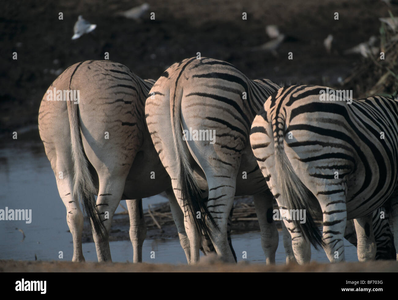 burchell's zebra, zebra, equus burchelli Stock Photo - Alamy