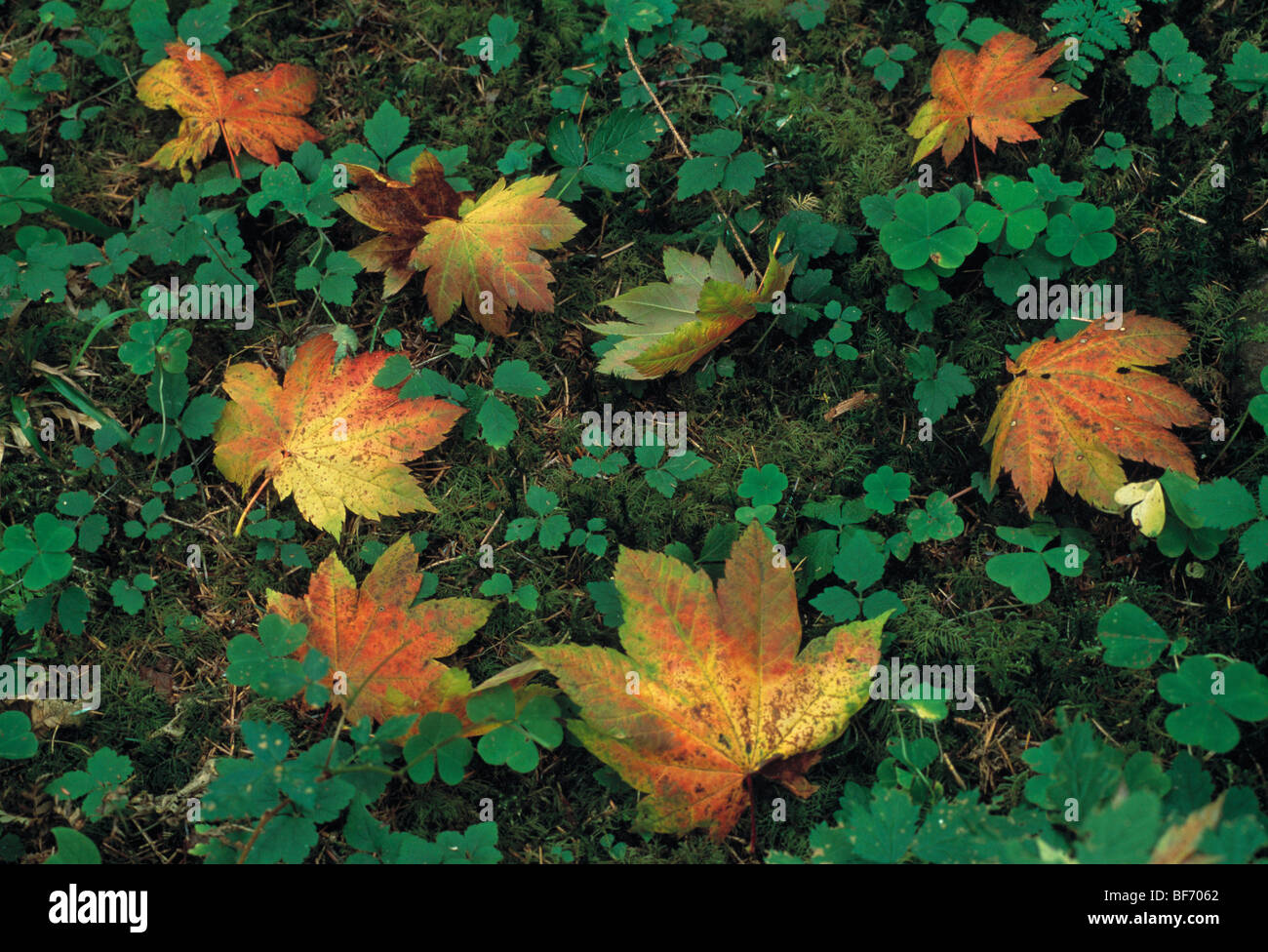 Olympic oak hi-res stock photography and images - Alamy