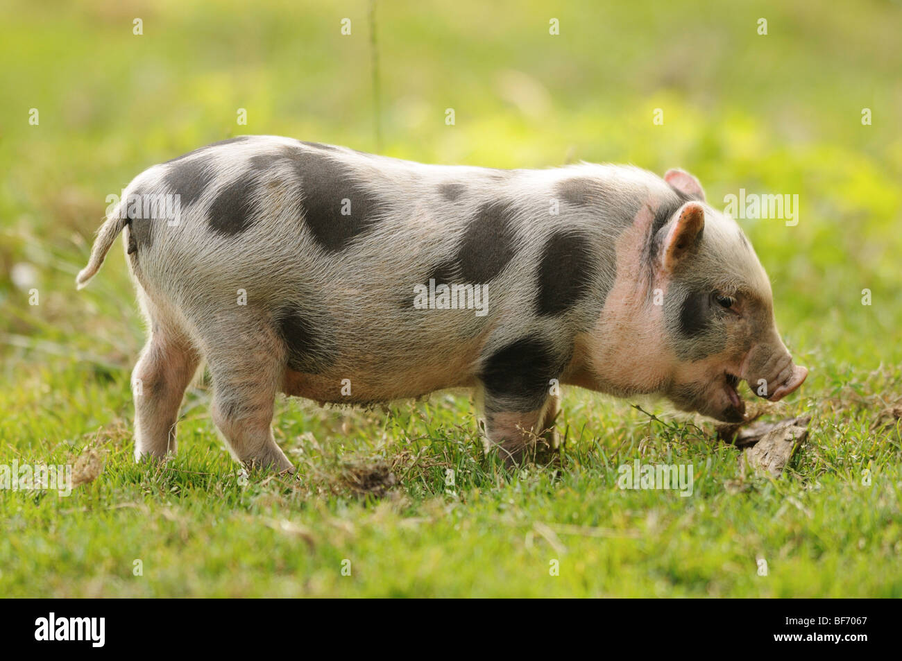 Vietnamese Pot-bellied pig - piglet on the meadow Stock Photo - Alamy