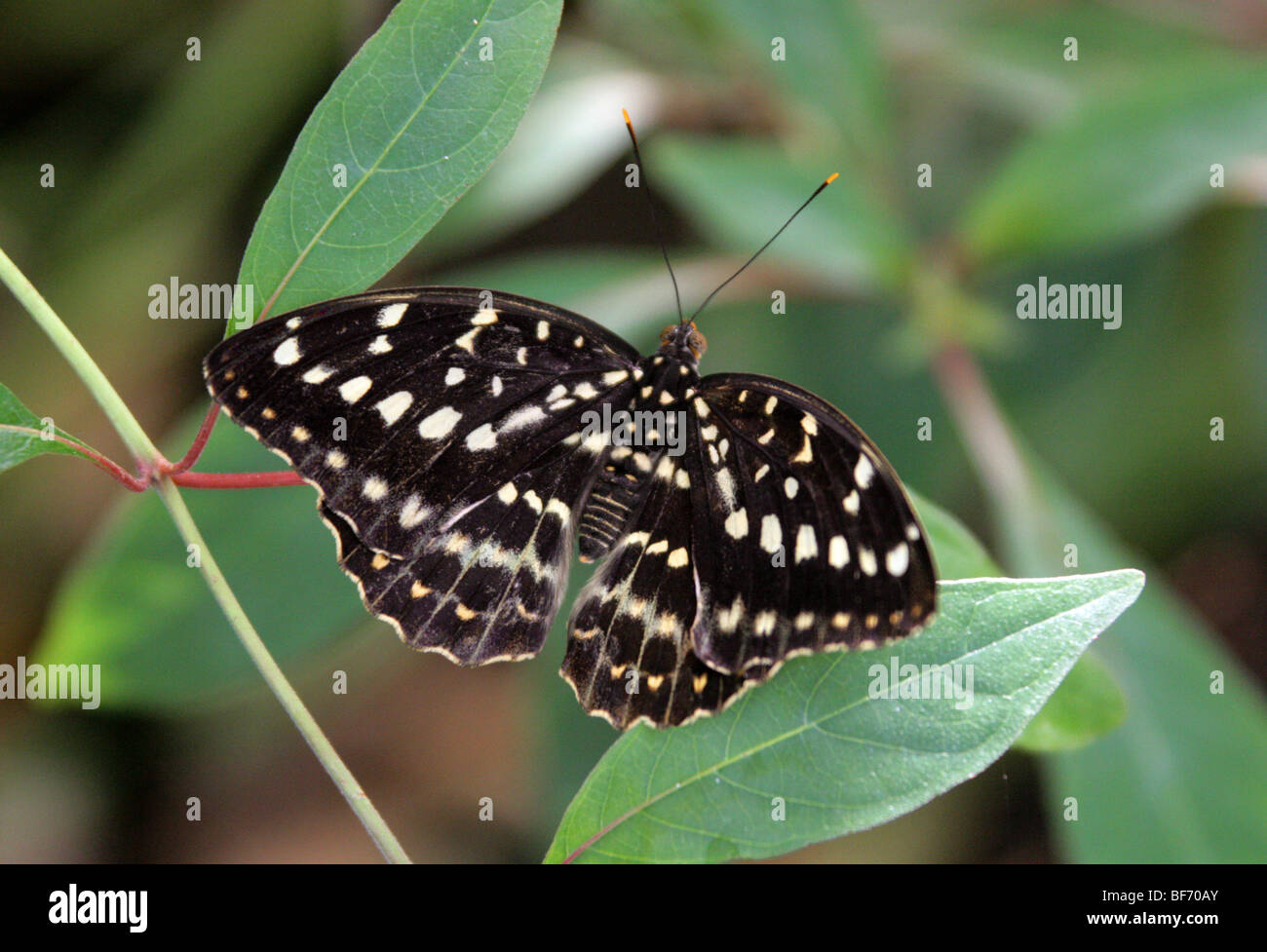 The Archduke or Hill Archduke, Lexias dirtea, Limenitidinae ...
