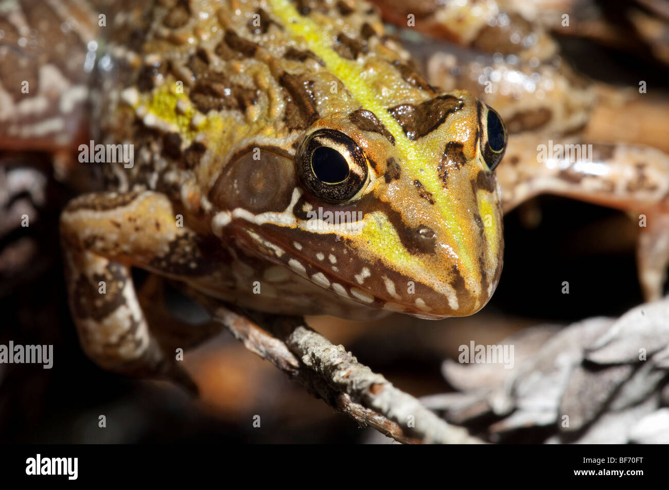 Rana angolensis- Common River Frog amphibian African amphibian ...