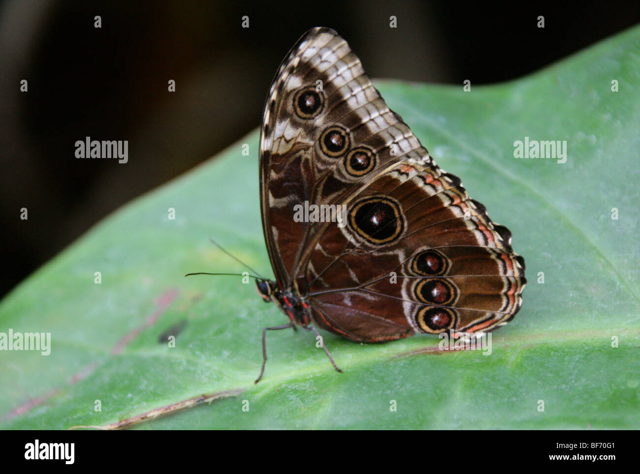 Blue Morpho Butterfly, Morpho peleides, Nymphalidae, South America Stock Photo - Alamy