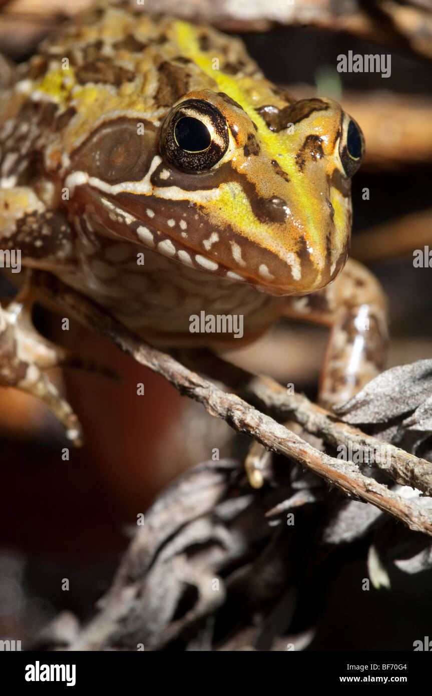 Rana angolensis- Common River Frog amphibian African amphibian ...
