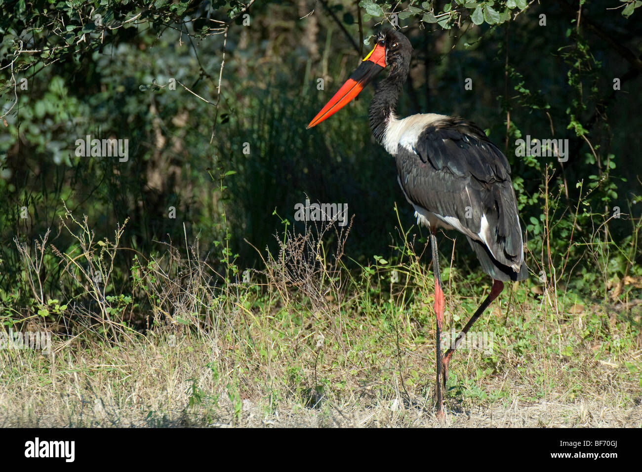 Saddle Billed Stork African bird large African bird avian African ...