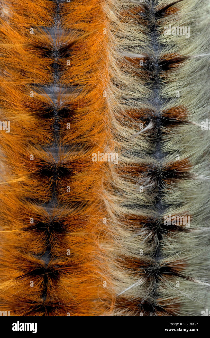 Pachymeta robusta Msasa moth Charax butterfly hairy moth caterpillar ...