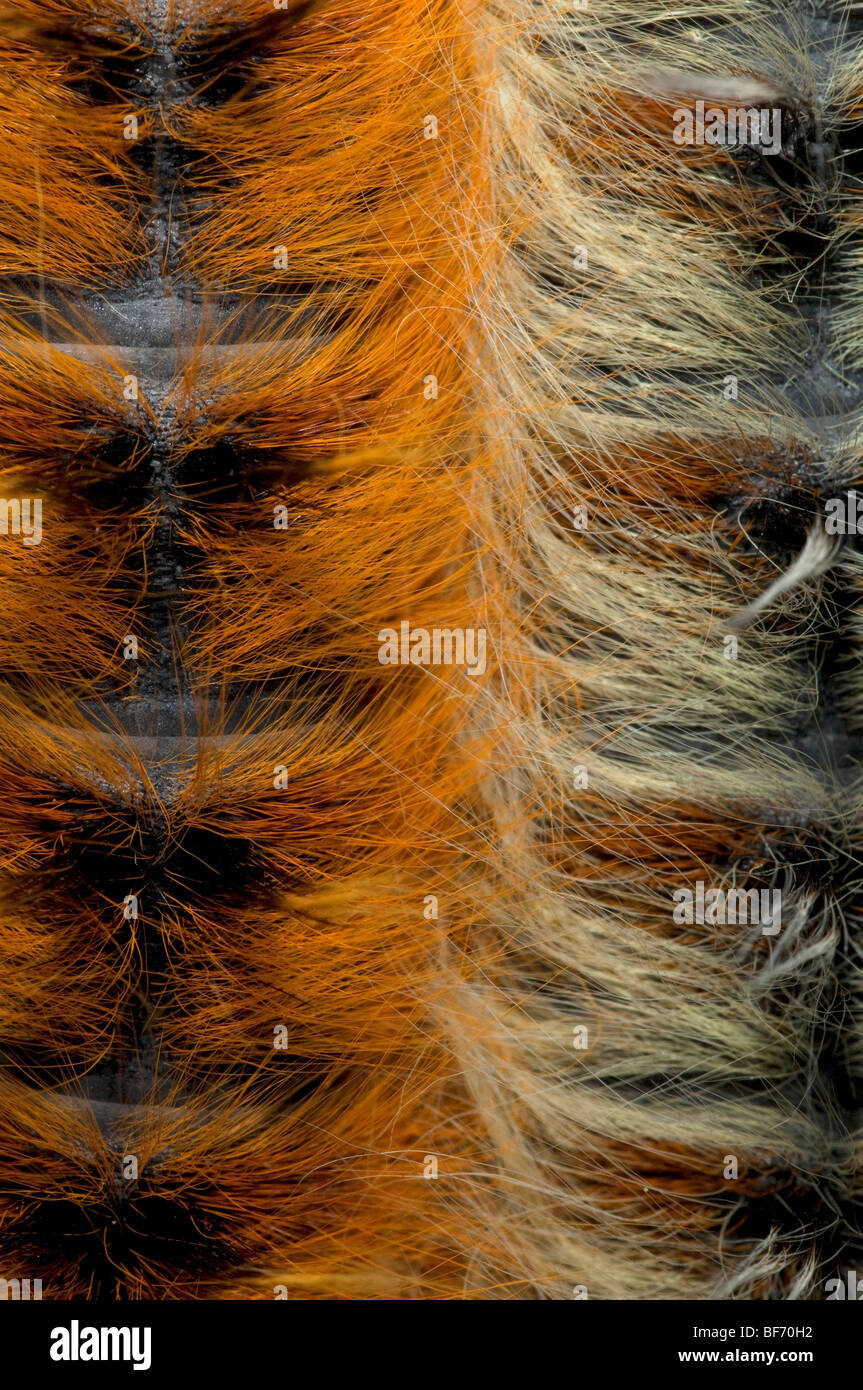 Pachymeta robusta Msasa moth Charax butterfly hairy moth caterpillar ...