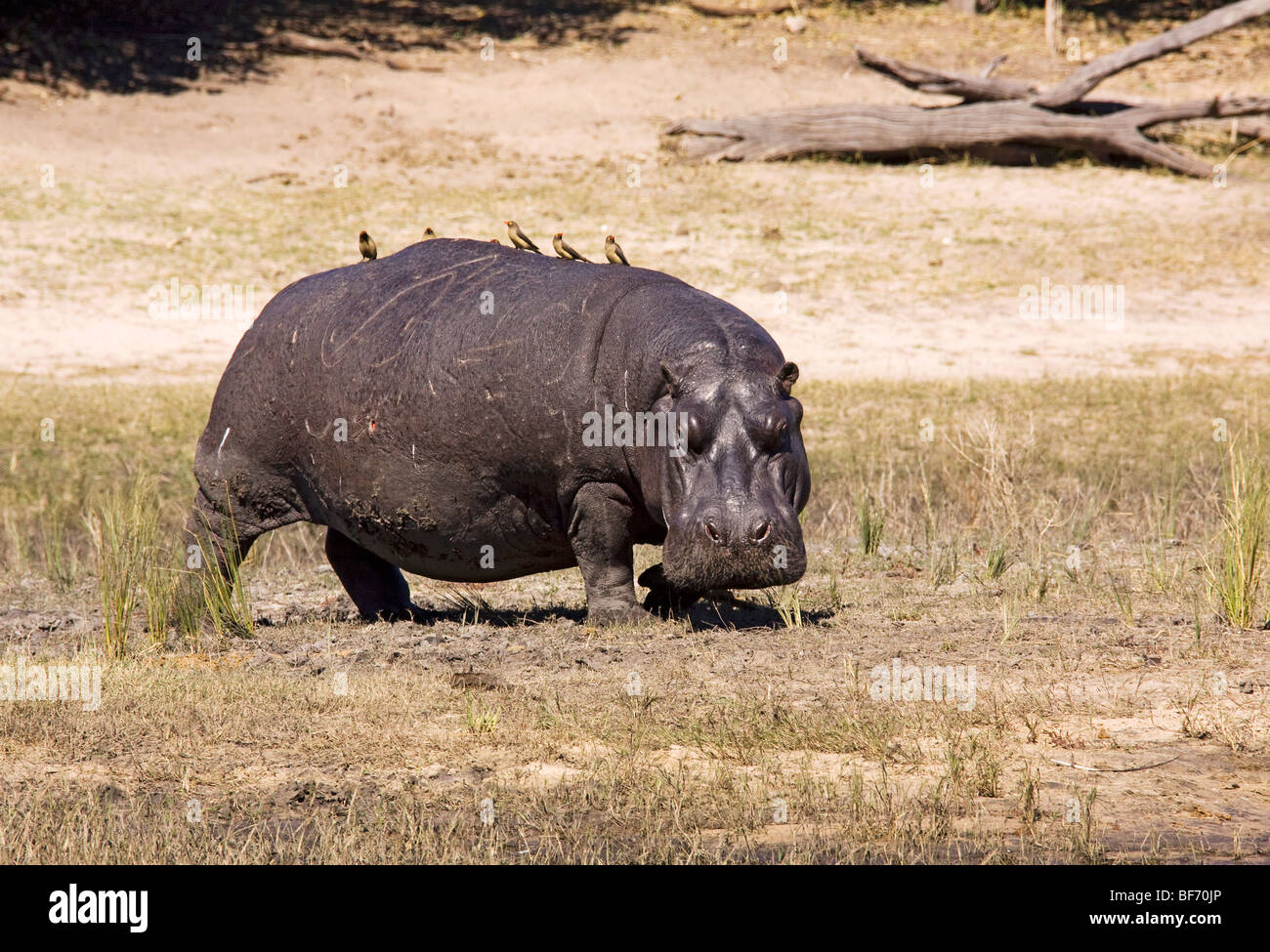 Hippopotamus - standing / Hippopotamus amphibius Stock Photo - Alamy