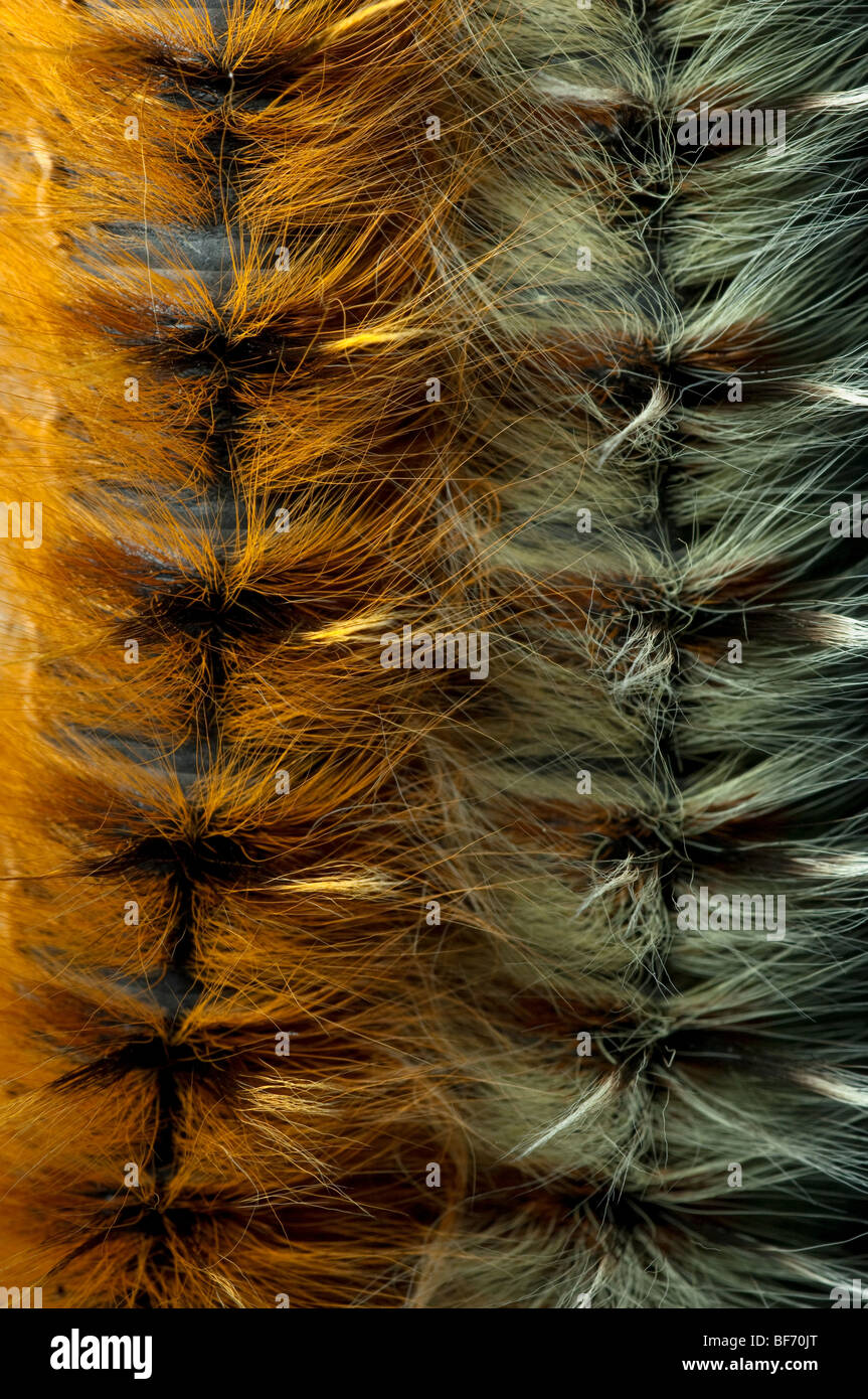 Pachymeta robusta Msasa moth Charax butterfly hairy moth caterpillar ...